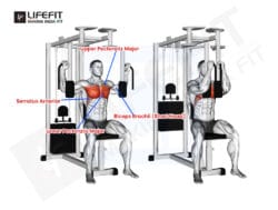 Pec Deck Exercise: Master Form, Benefits & Avoid Mistakes
