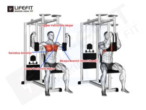 Pec Deck Exercise: Master Form, Benefits & Avoid Mistakes